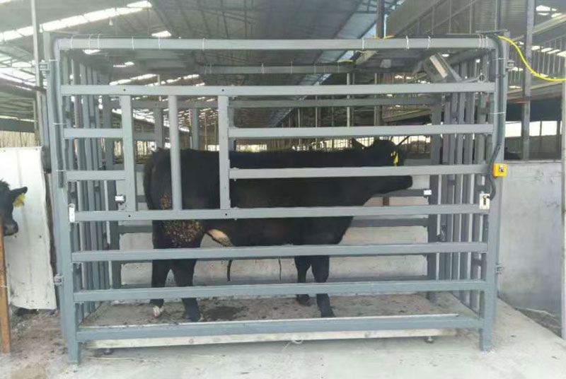 EID Cattle Weigh Crate - Zhengzhou Bangmao Weighing Equipment Co., Ltd.