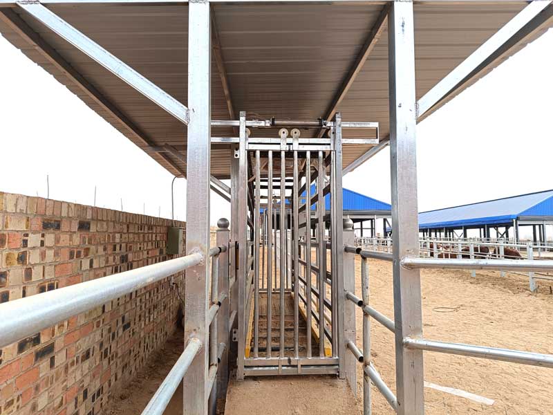 EID Cattle Weigh Crate - Zhengzhou Bangmao Weighing Equipment Co., Ltd.